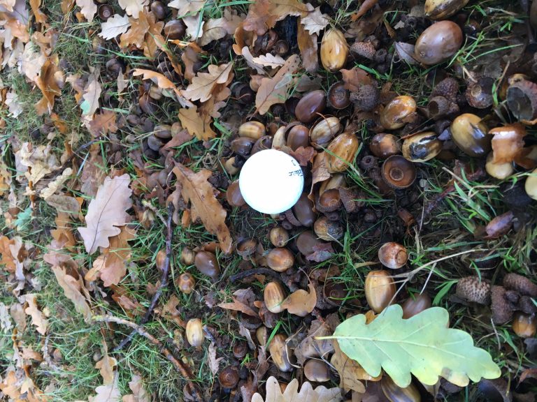 Autumn golf - Sarah Bennett Golf